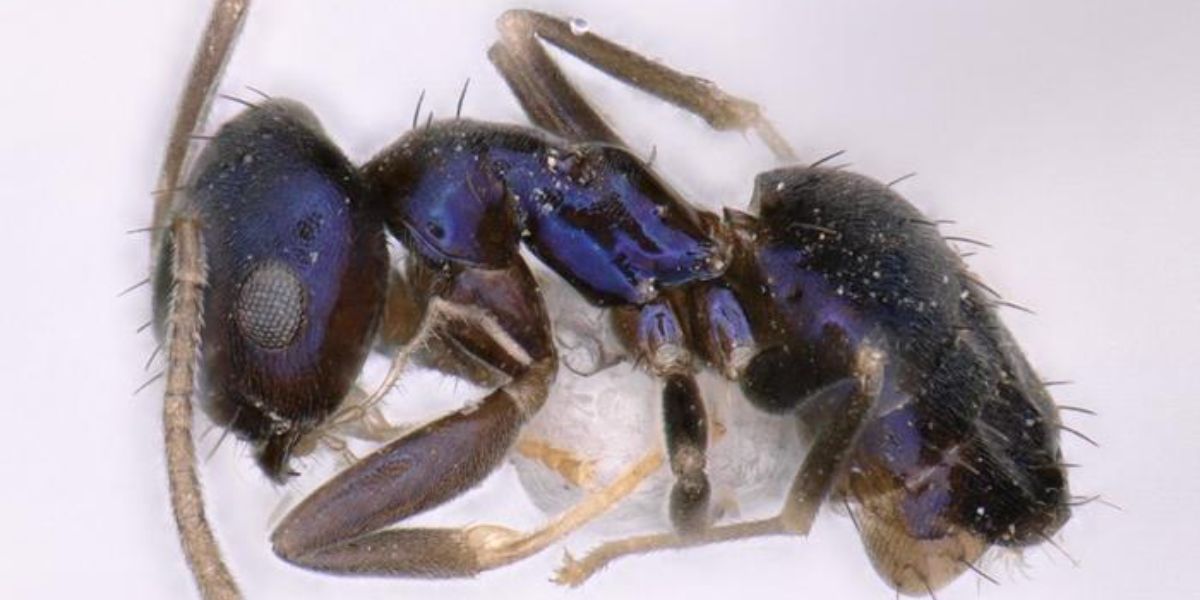 'Captivating' Metallic Blue Ants Discovered in Northeastern India | Plants And Animals