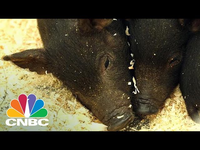These Pigs are Cancer Pioneers | Videos