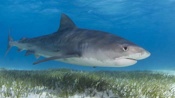 Sharks Help the Environment by Defending Seagrasses | Plants And Animals