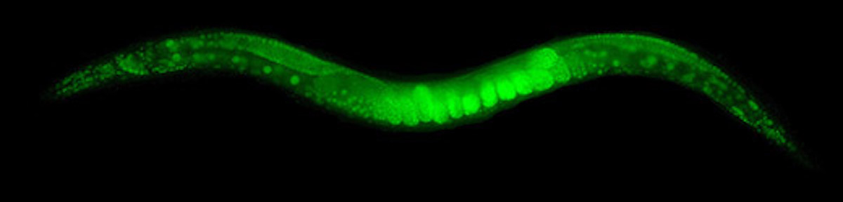 Nematode Worms Can Pass Memories On to Others | Cell And Molecular Biology