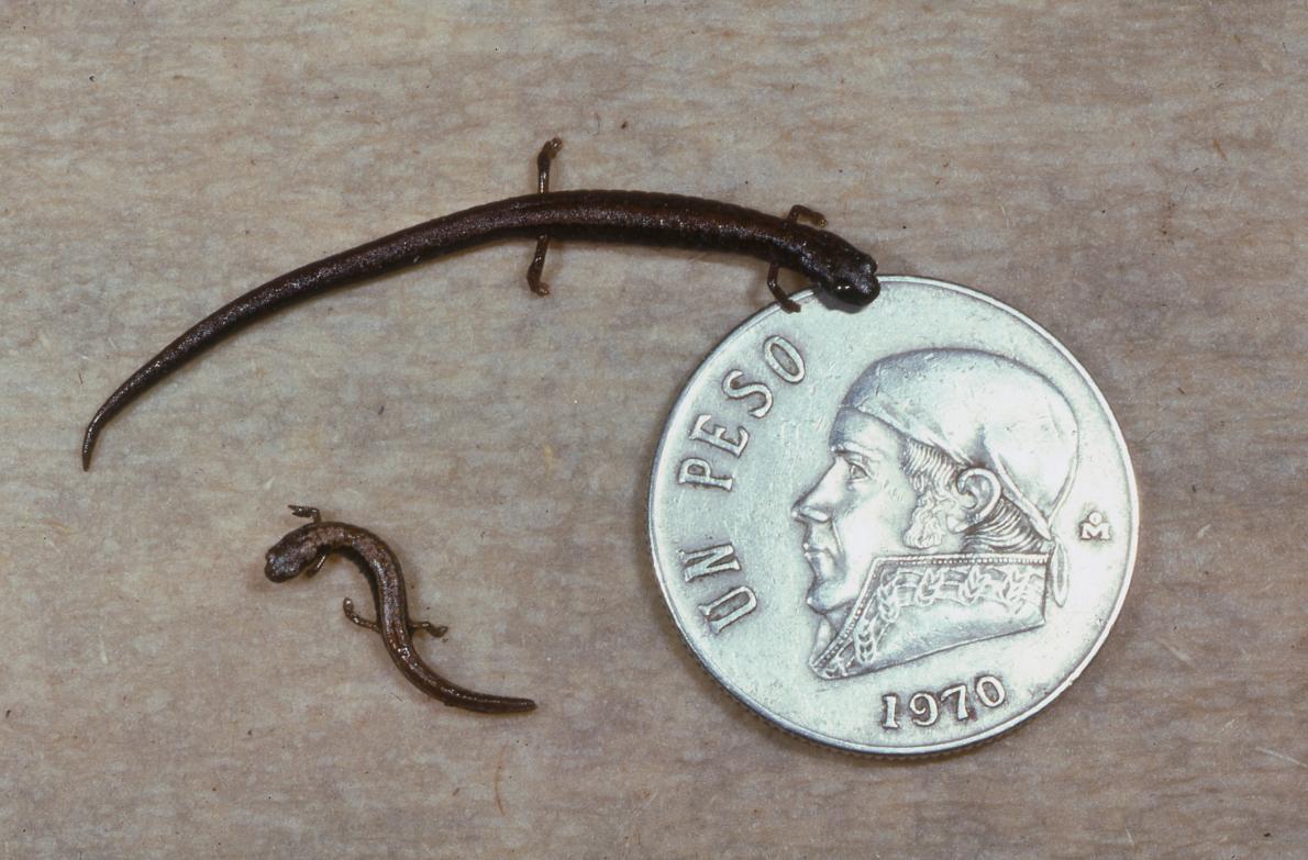 Trio of Newly Discovered Salamanders Are Already Endangered | Plants ...