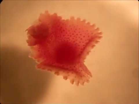 Check Out These Dancing Parasites | Videos