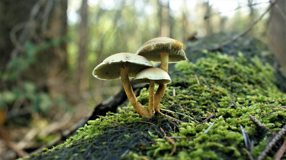 Fungi, wheat, and climate change | Earth And The Environment