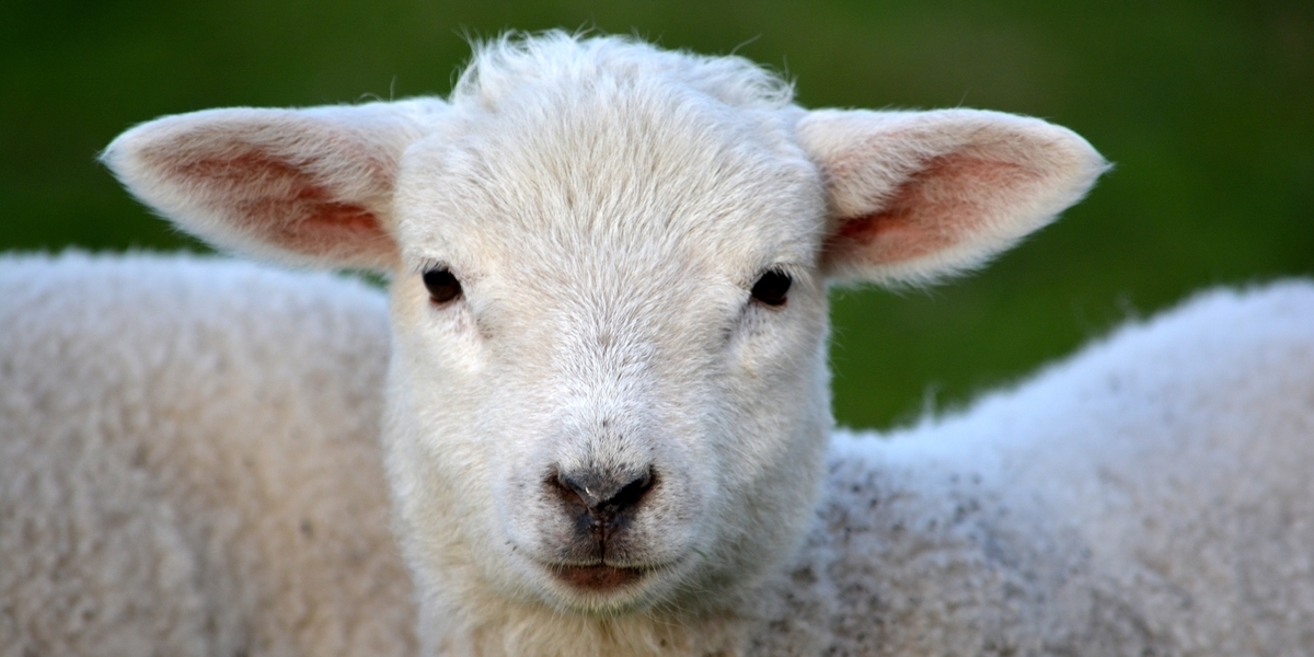 Mutant sheep bred to help scientists understand rare child brain ...