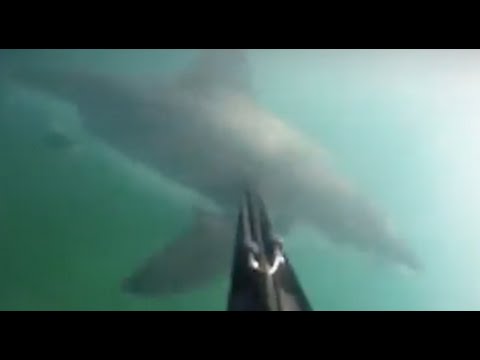 GoPro Video Captures a Diver's Great White Shark Attack | Videos