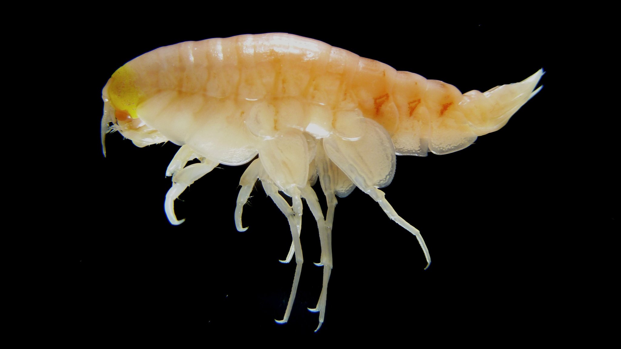 World's Deepest Trenches Polluted to Extremes | Earth And The Environment