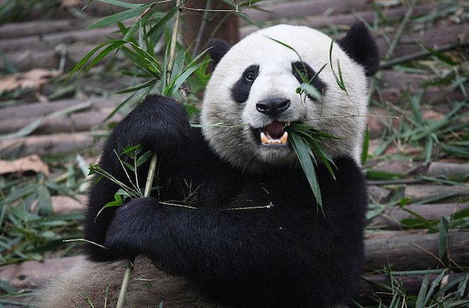 Pandas Gone Wild? | Plants And Animals