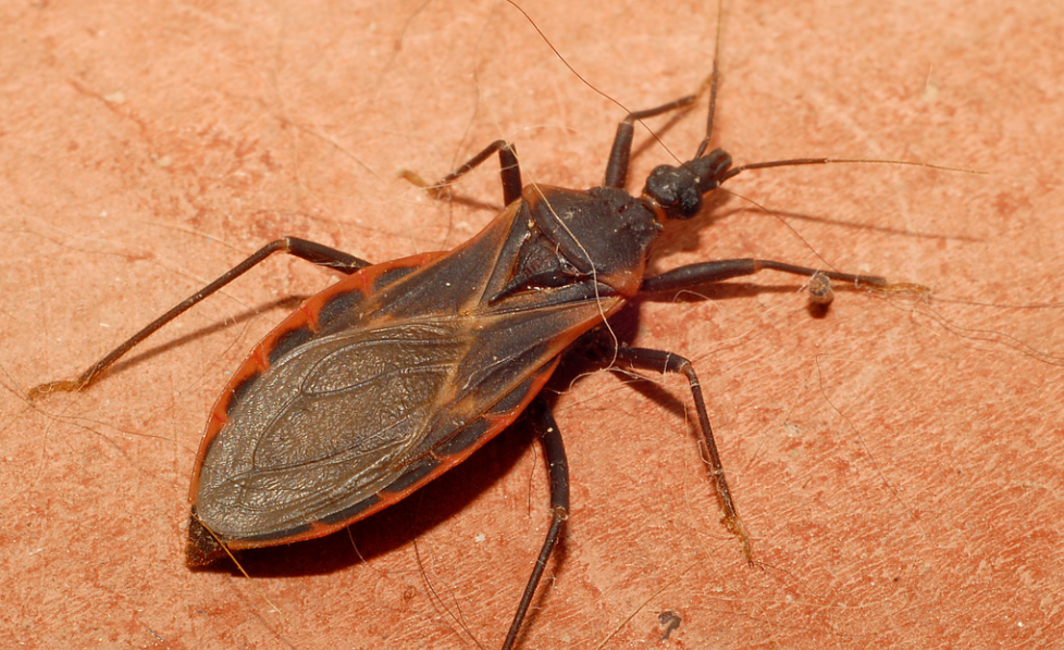 Many who are Affected by Chagas Disease Don't Know | Microbiology