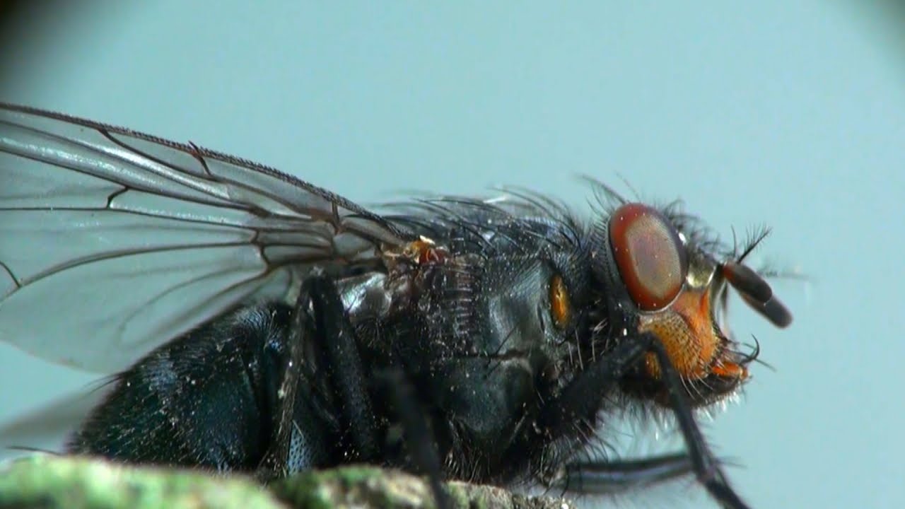 Here's Why it's So Difficult to Swat Flies | Videos