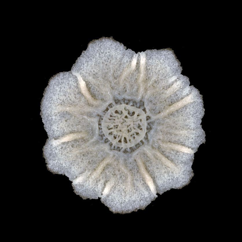 Time-Lapse Microscopy for Visualization of Bacterial Colony Growth ...