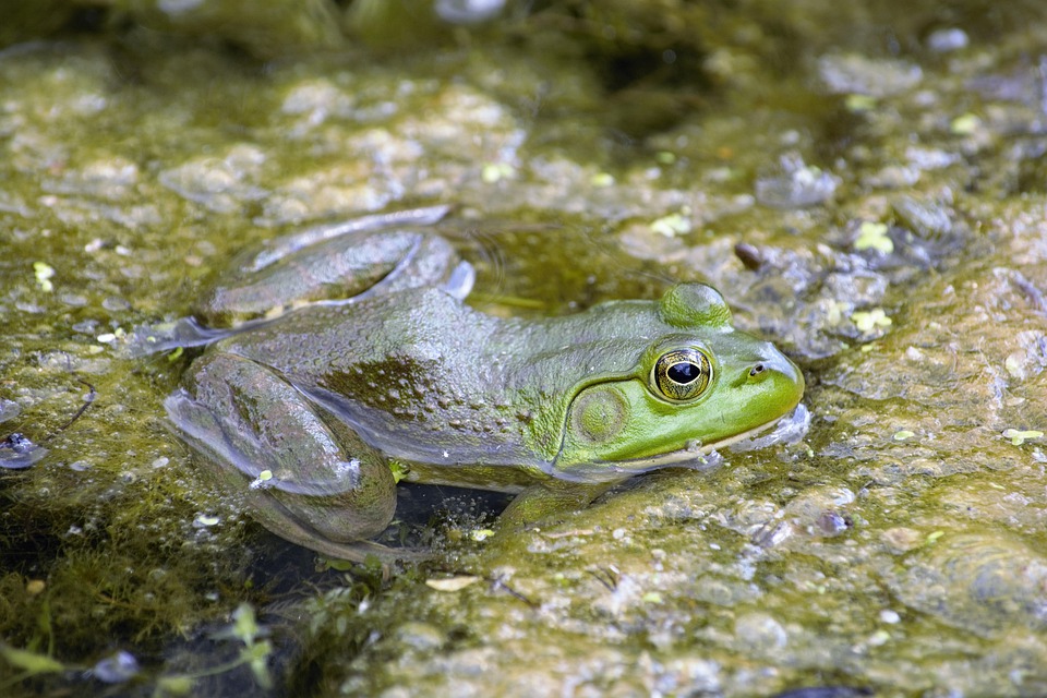 Turning bullfrog skin into human bones - as easy as....? | Chemistry ...