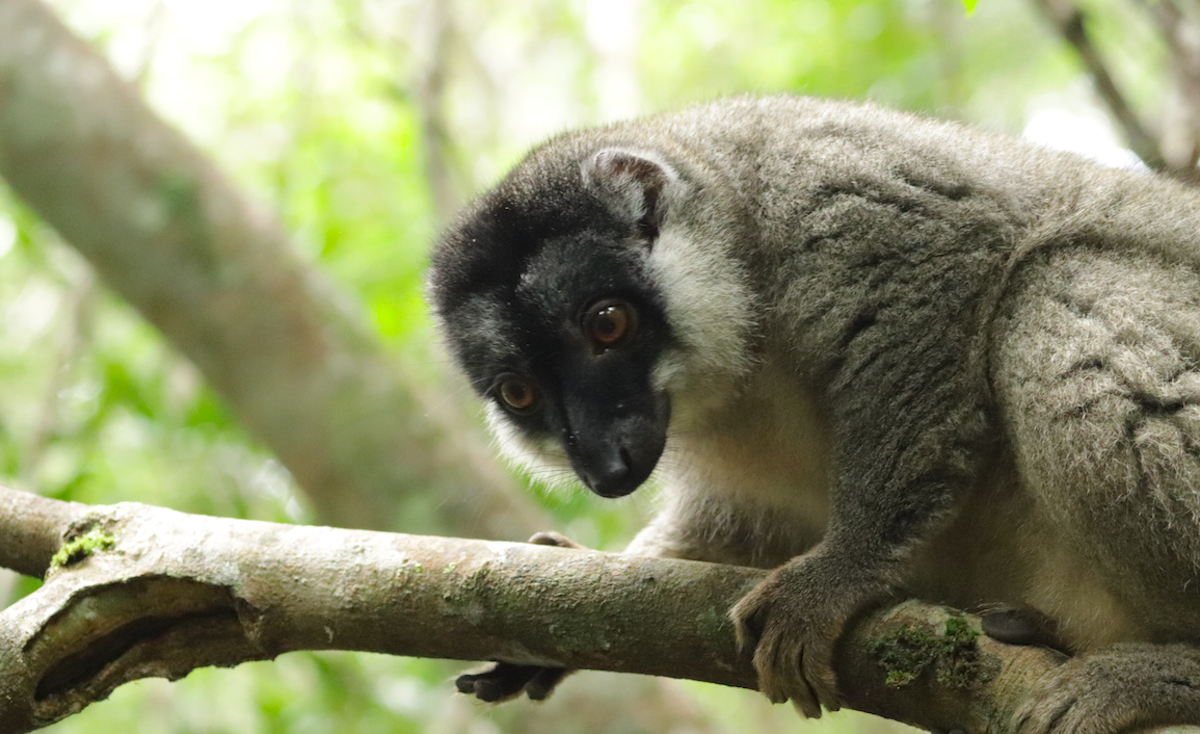Habitat Recreation Coaxes Captive Lemurs Into Hibernation | Plants And ...