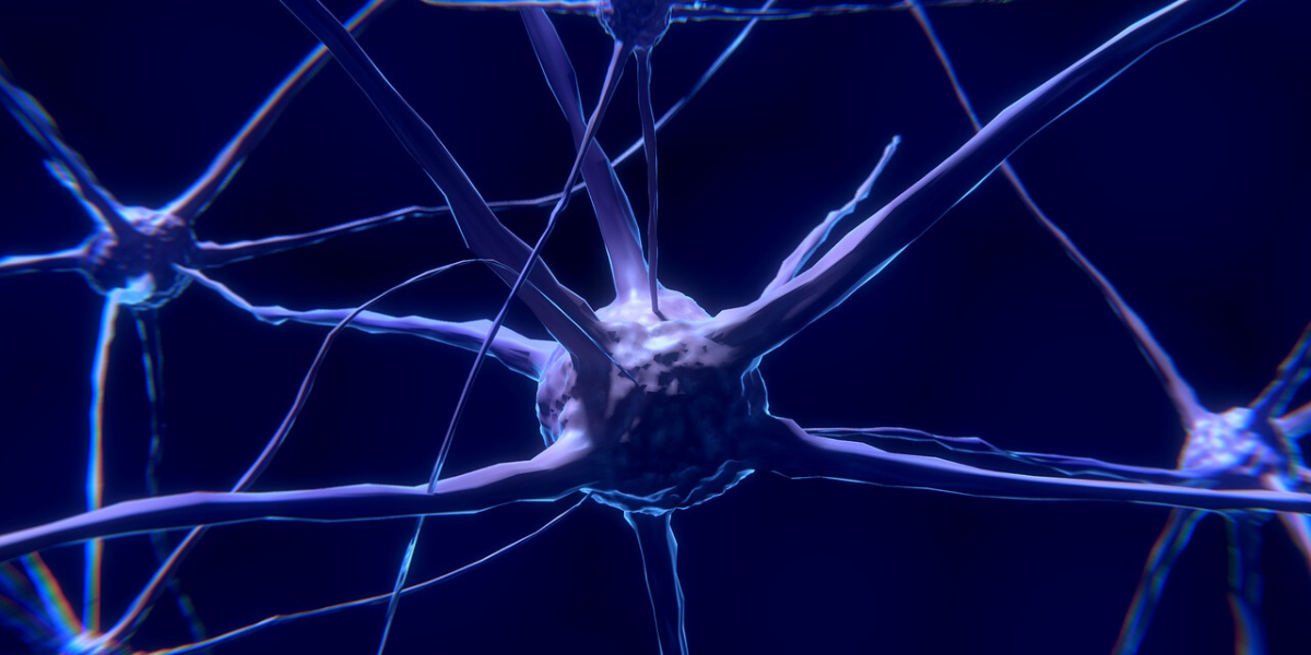 Immune Protein Prevents Herpes Spreading to the Brain | Immunology