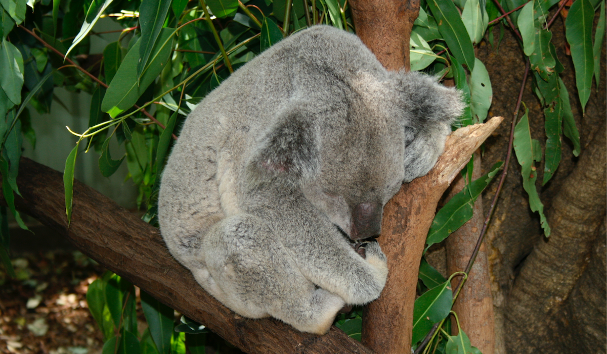 Koala Retrovirus Can Rewrite the Genome & Trigger Cancer | Cell And ...