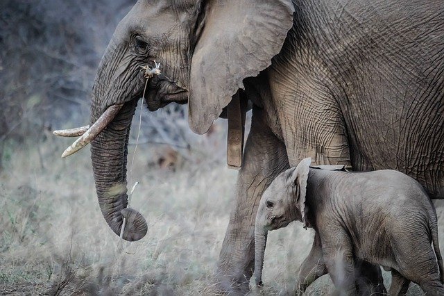Genetic Explanation for Low Cancer Incidence in Elephants | Cancer