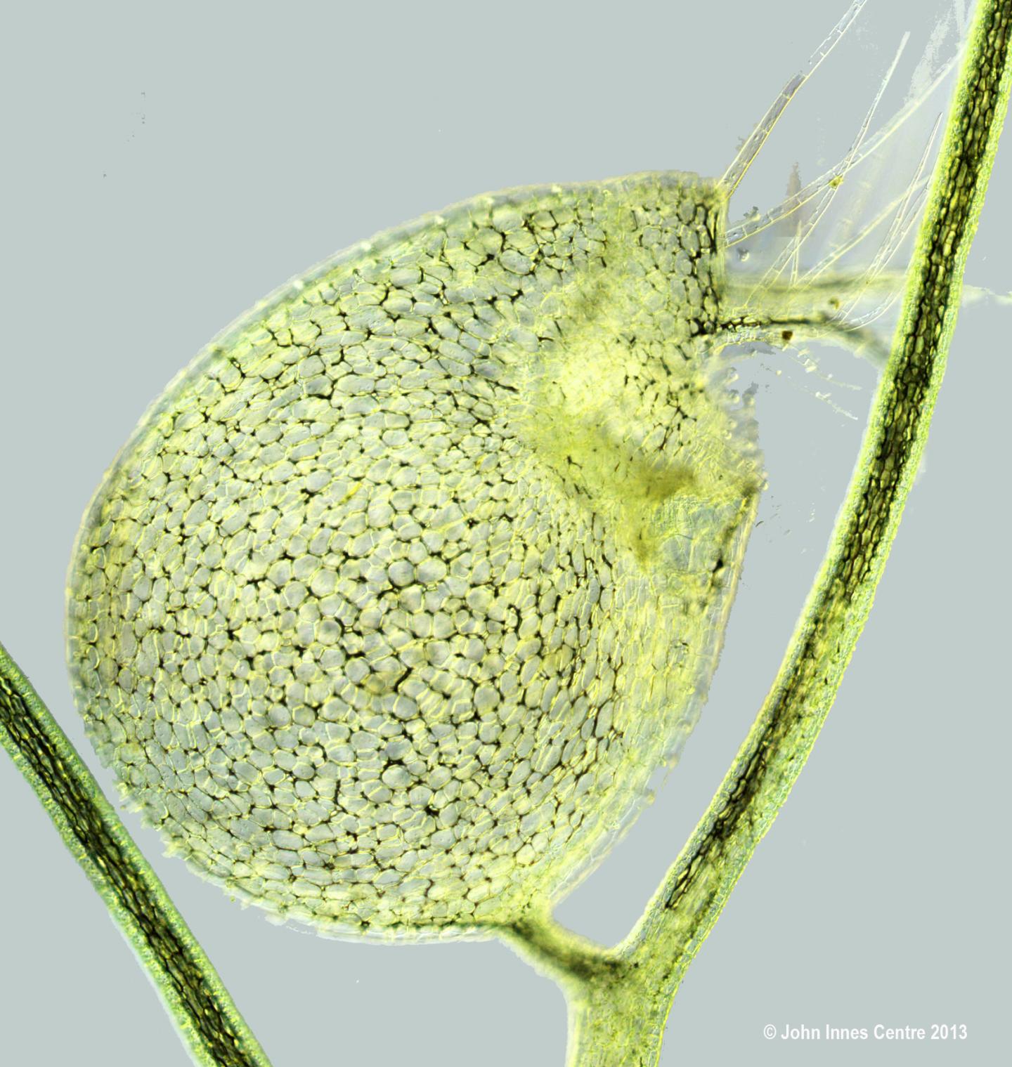 How Nature Creates a Multitude of Leaf Shapes | Cell And Molecular Biology