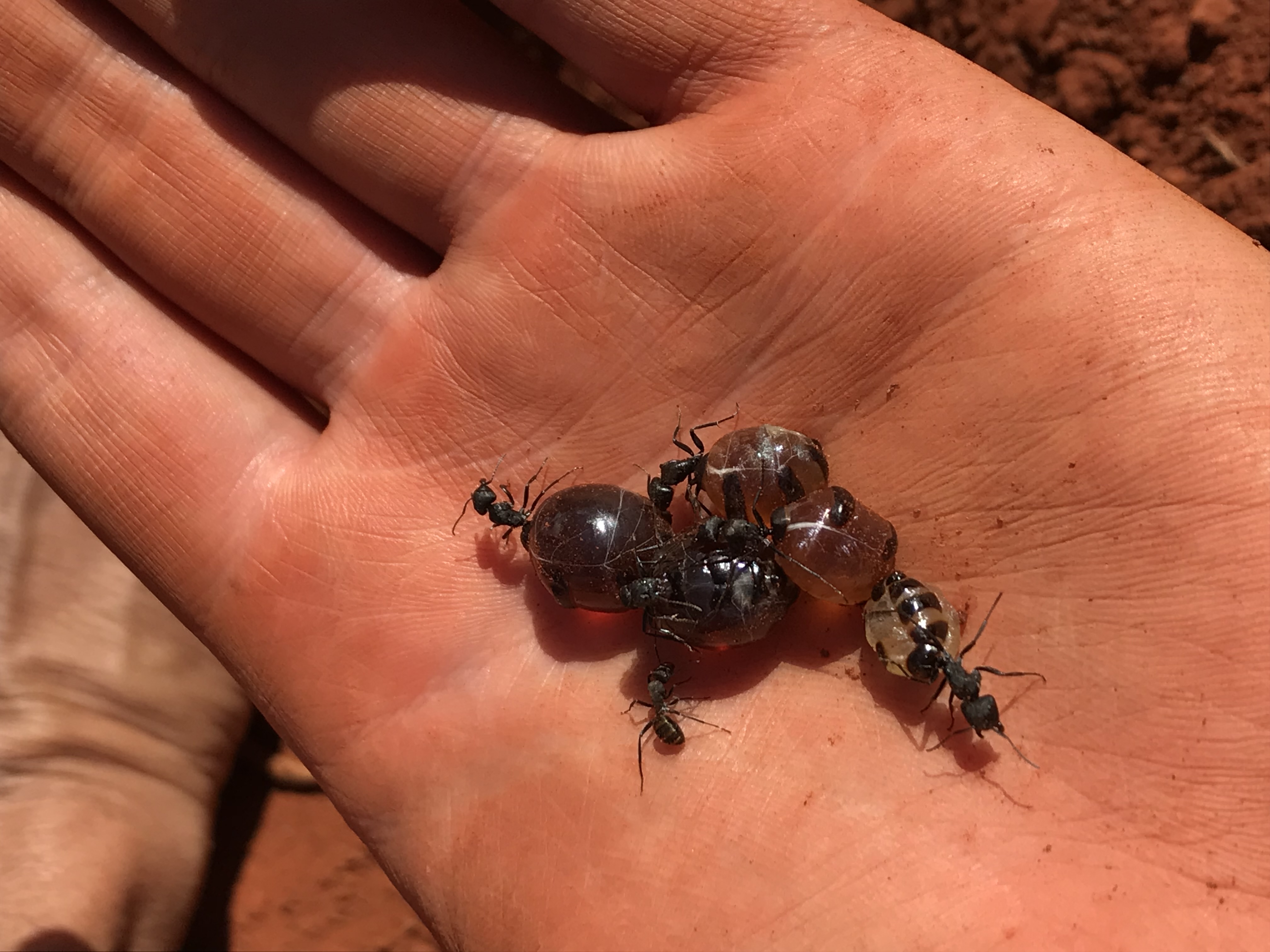 Indigenous Australian Snack Has Antimicrobial Properties | Drug ...