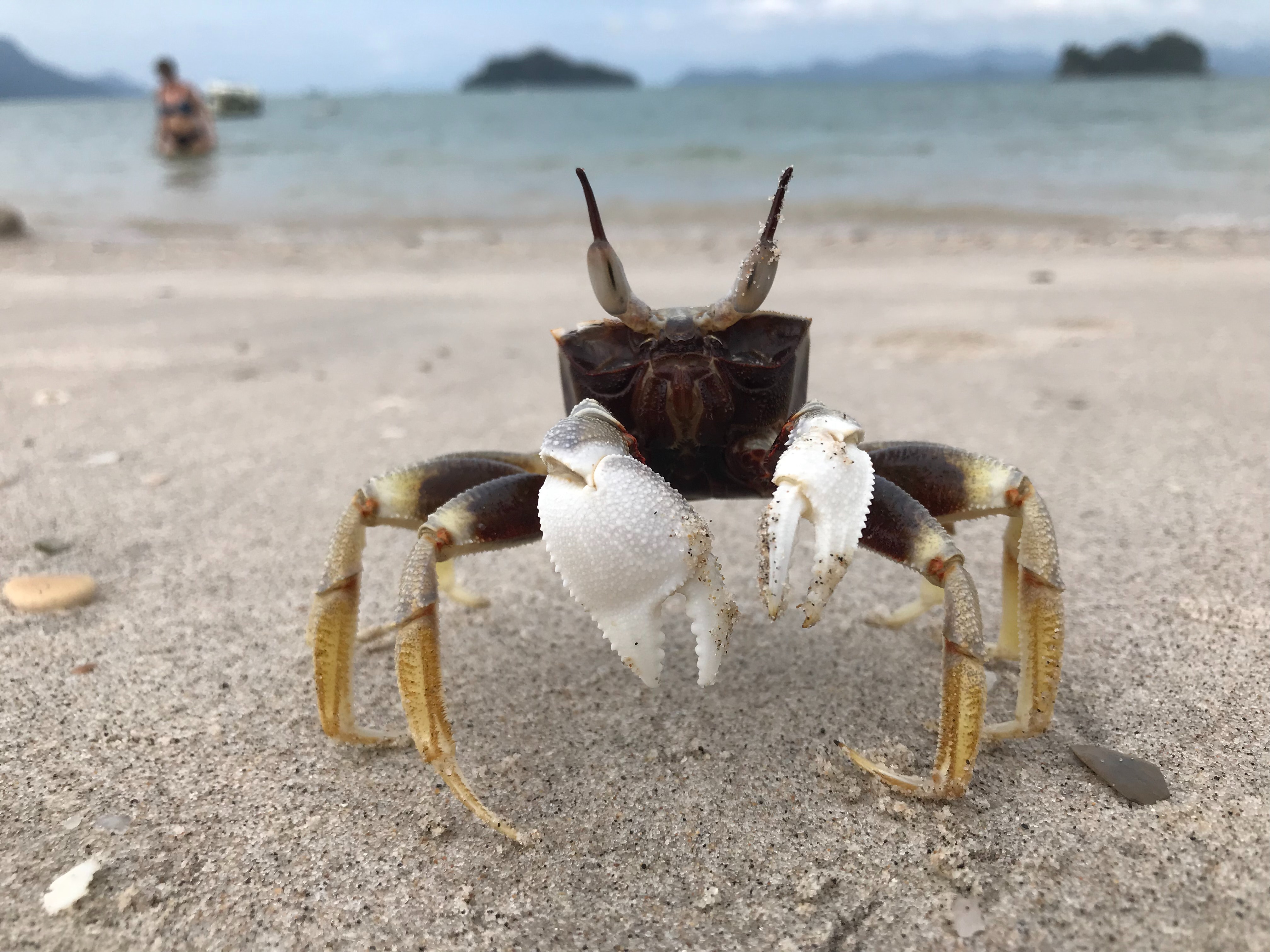 Shellfish - the new method to prevent unwanted pregnancies | Drug ...