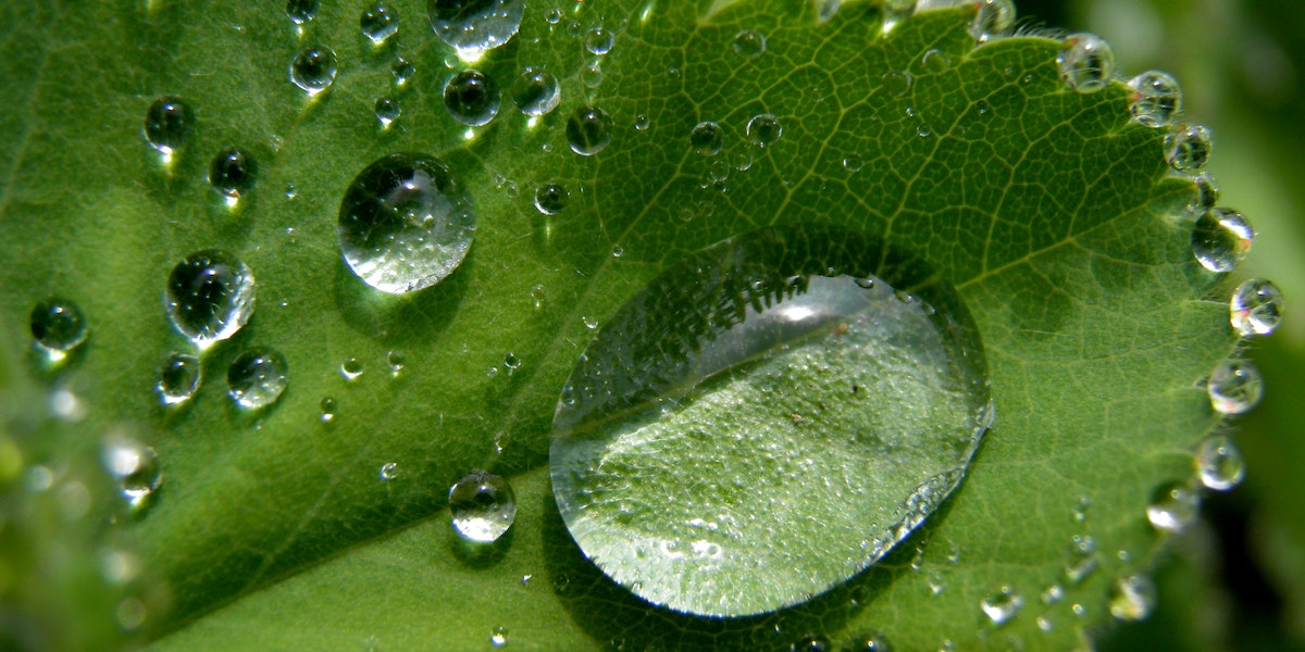 Deforestation in Tropical Areas Linked to Reduced Rainfall | Plants And ...