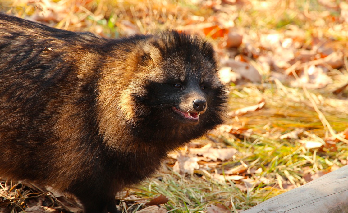 Raccoon Dogs May be the Animal Origin of SARS-CoV-2 | Microbiology