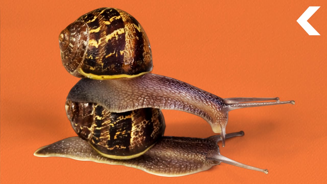 How a Snail is Helping Scientists Understand Bodily Asymmetrical ...
