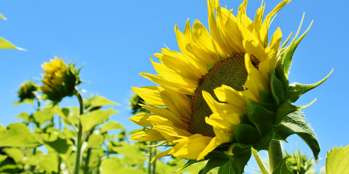 Sunflowers Inspire Solar Harvesting Technology | Earth And The Environment