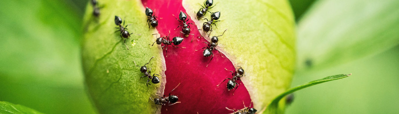 DNA gives ants a bunch of surprising cousins | Genetics And Genomics