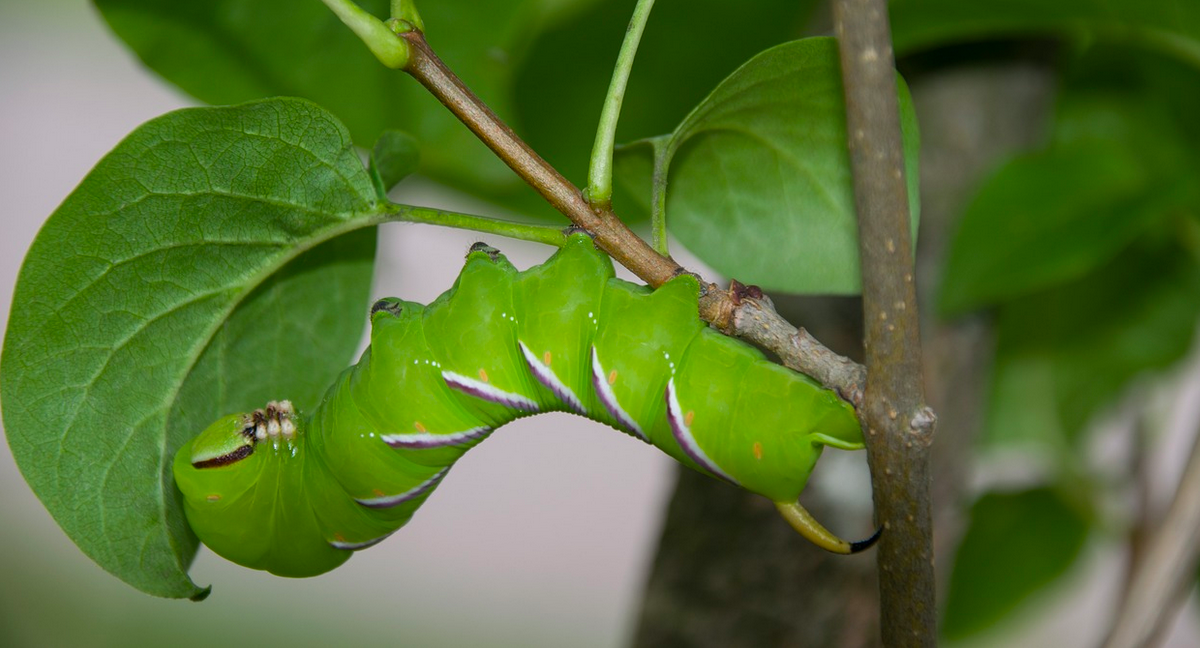 Introducing... The Caterpillar Model of Human Disease | Health And Medicine