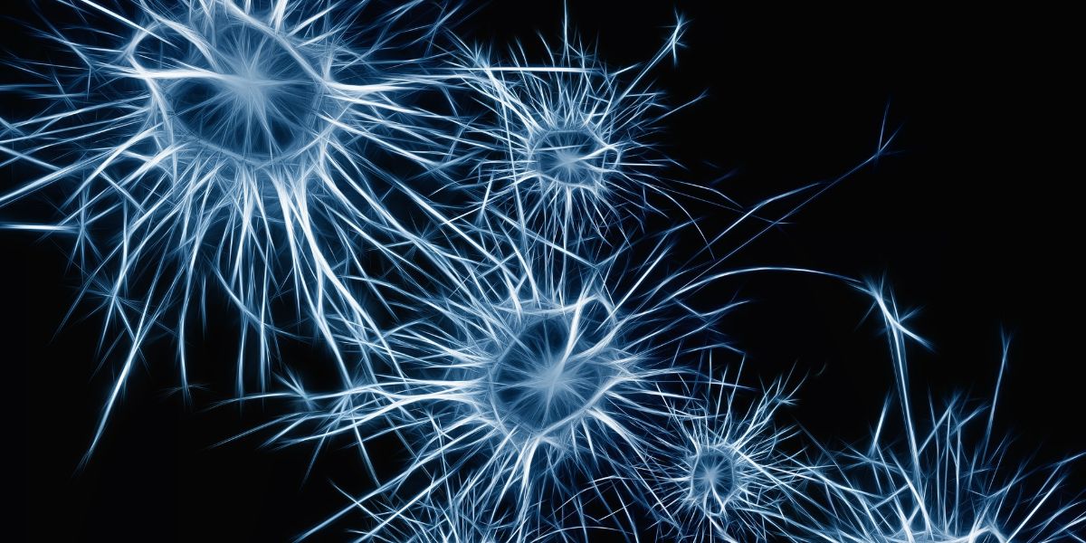 Researchers Discover the Brain Cells that Control Appetite | Neuroscience