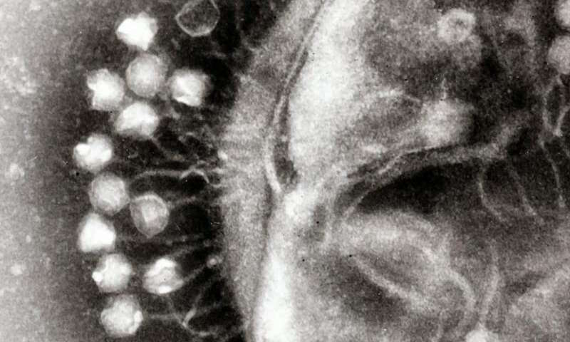 Self vs Non-Self: Bacteria Have an Immune System | Microbiology
