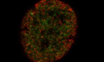 Rare Microbes Make a Critical Contribution to the Environment ...