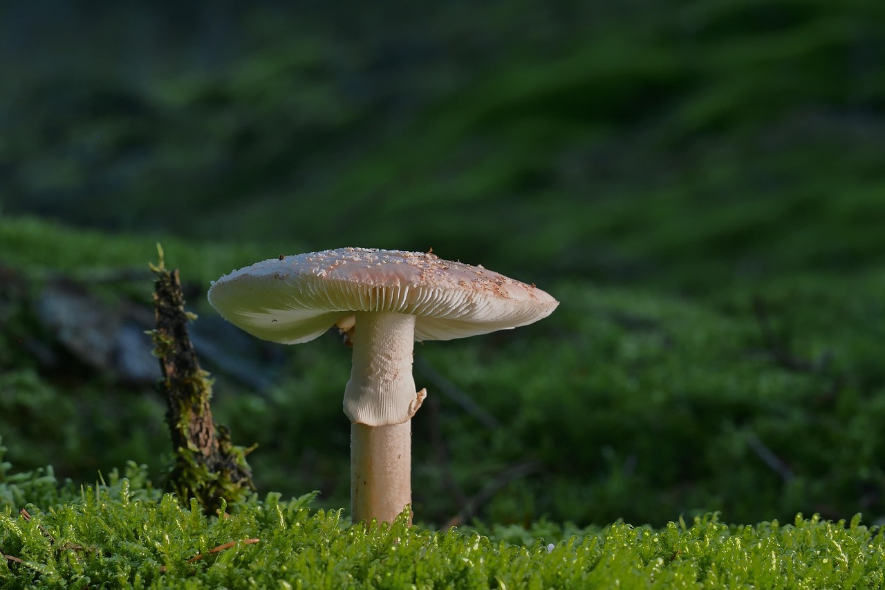 Shrooms for skincare | Plants And Animals