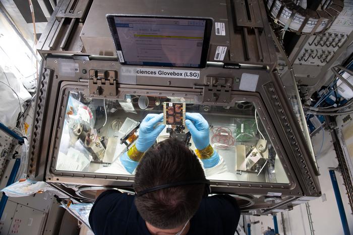 Importance of Understanding Microgravity's Impact on Muscles | Space