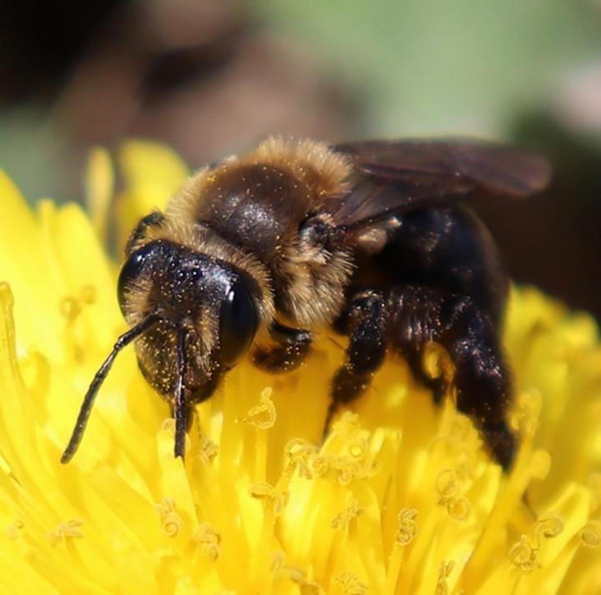 Almost All Wild Bee-Plant Networks Have Been Disrupted or Lost | Plants ...