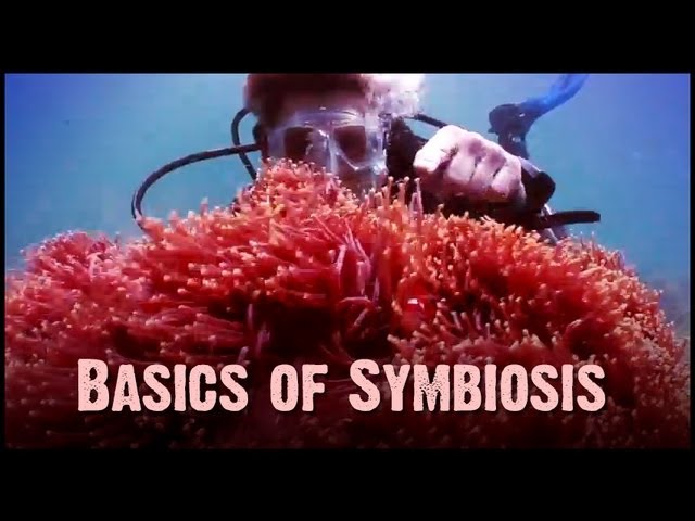 Symbiosis: Mutualism, Commensalism, and Parasitism | Videos