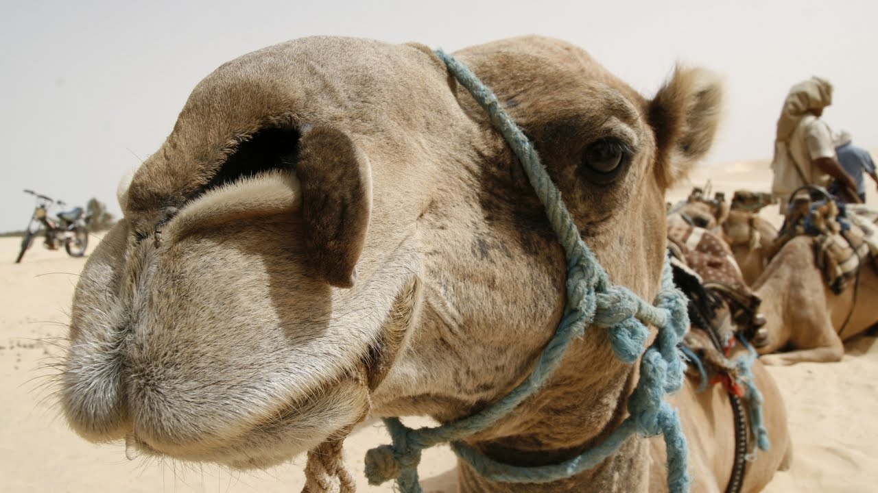 Common Cold Strain Likely Originated in Camels | Videos