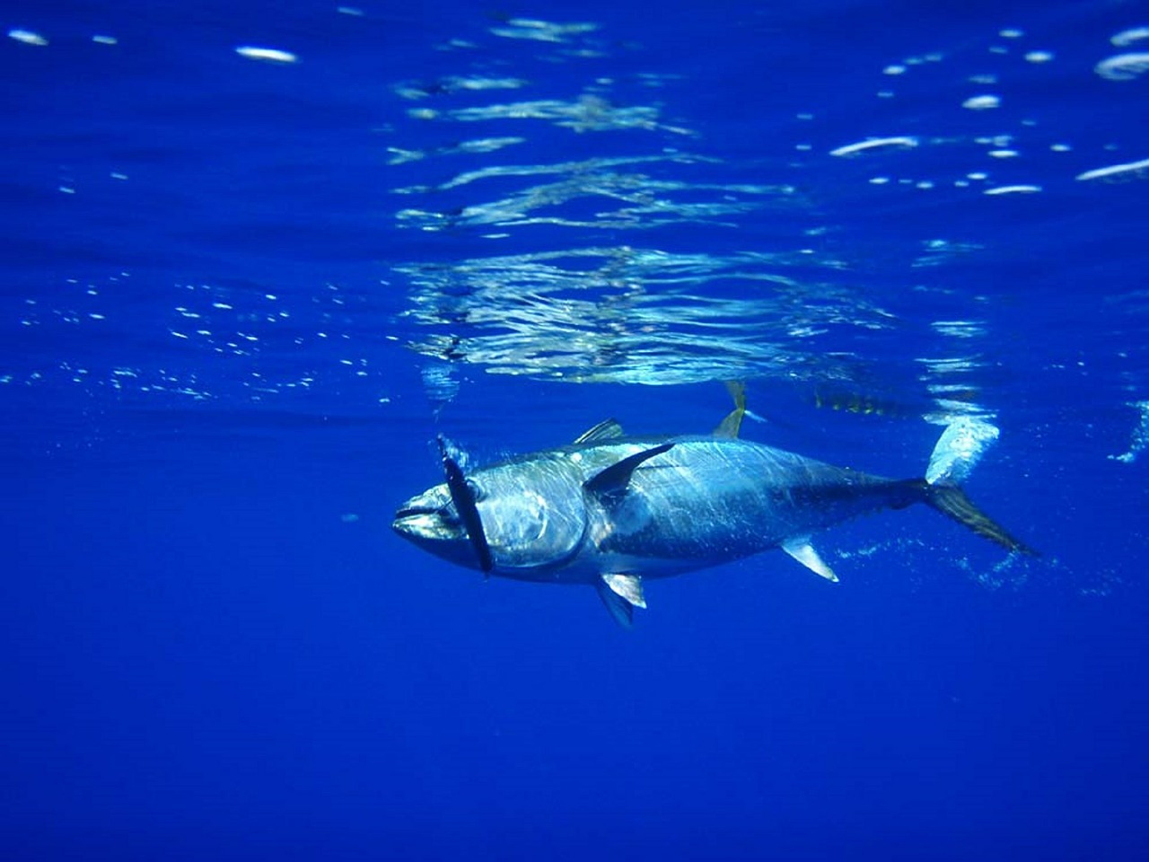 Tuna Use Biological Hydraulic Systems to Control Their Fins | Plants ...