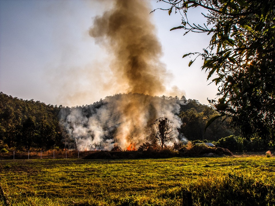 Invasive grasses act as fire starters | Earth And The Environment