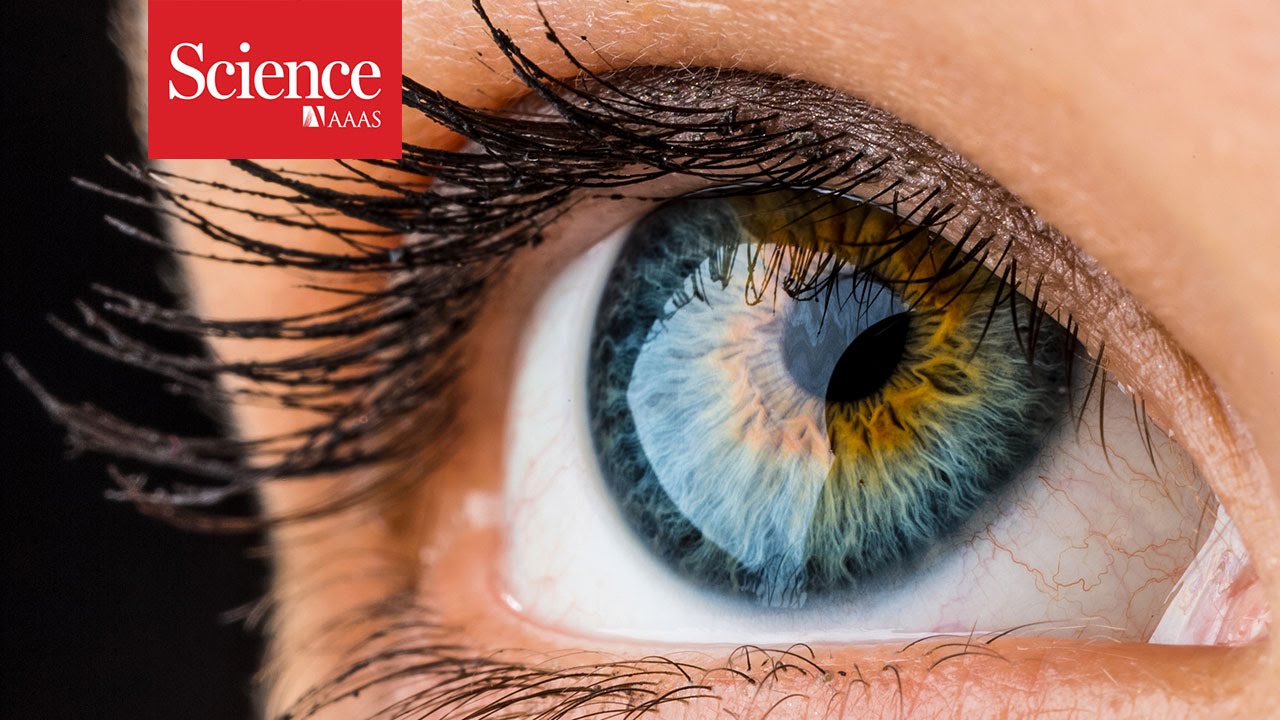 A New Look at the Role of Cone Cells of the Eye | Videos