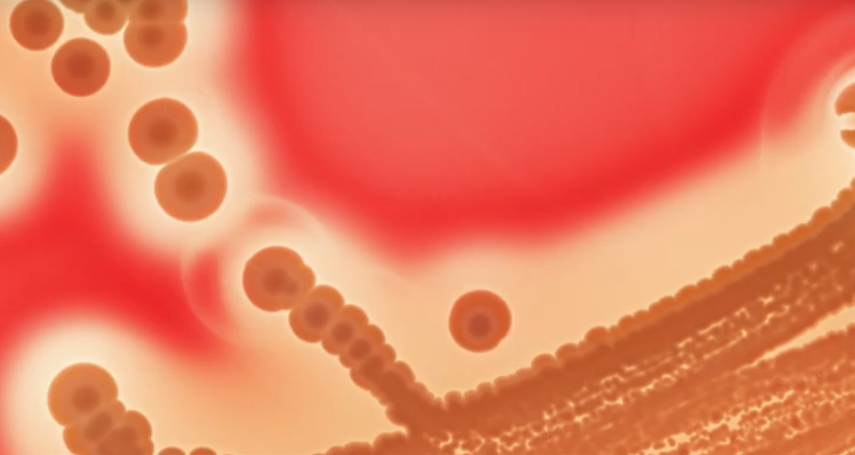 Hybrid Antibiotic Can Destroy Dangerous Staph Biofilms | Microbiology
