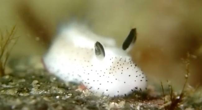 See the Bunny? It's a Sea Bunny! | Plants And Animals