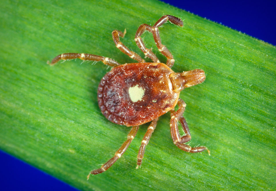 Lone Star Ticks are Spreading, Bringing Rare Meat Allergy Along ...
