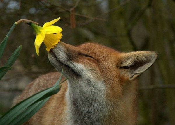 Foxes run rampant in England | Earth And The Environment