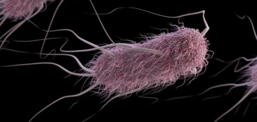 Pathogenic Germs Can Keep Infected Cells in the Gut | Microbiology