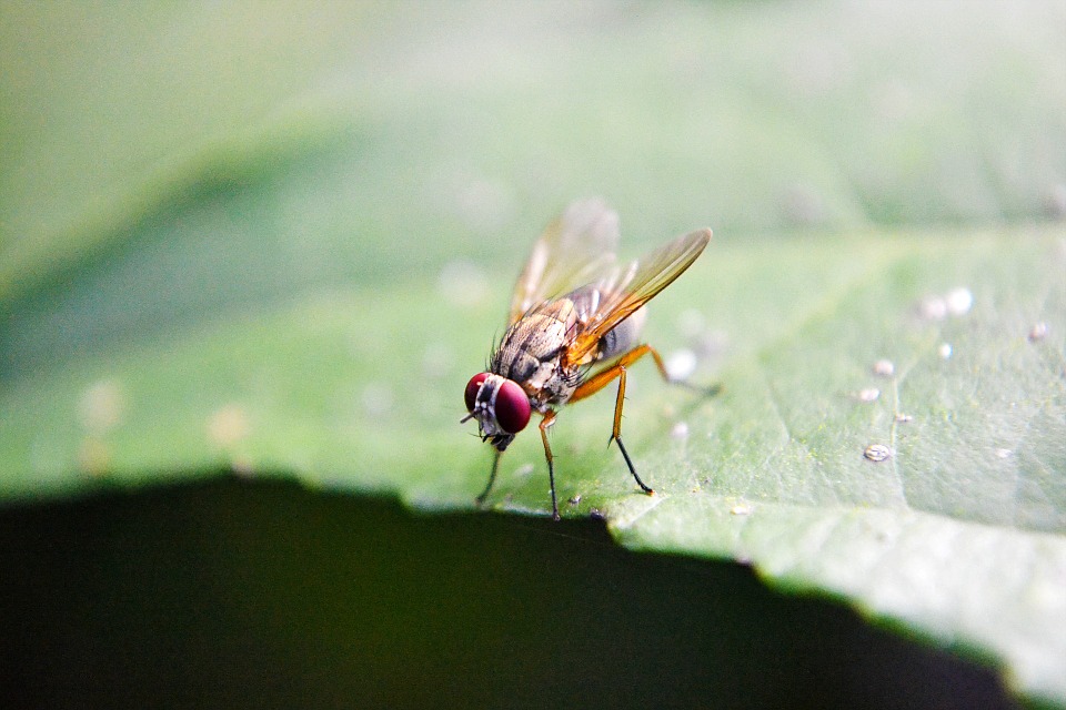 Here's Why Fruit Flies Are About to Go to the ISS | Space