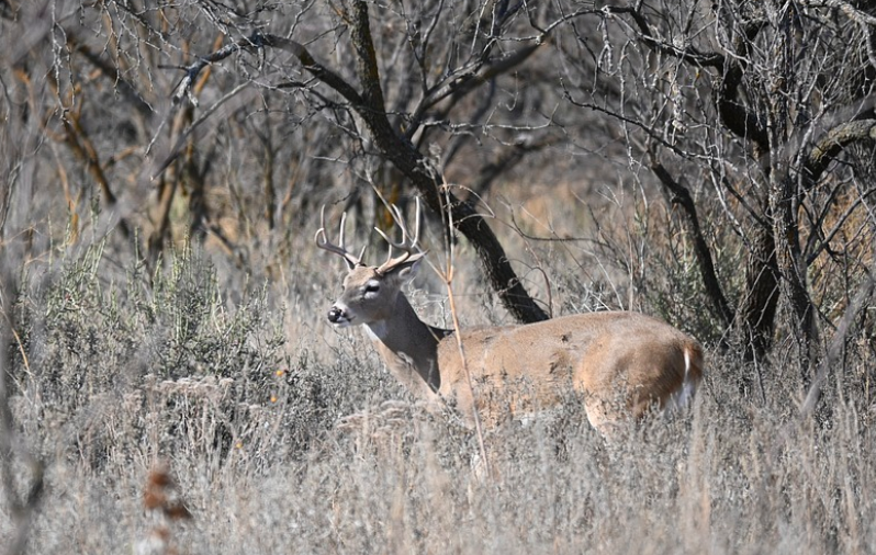 Did Chronic Wasting Disease-Infected Deer Sicken Two Hunters? | Clinical And Molecular Dx