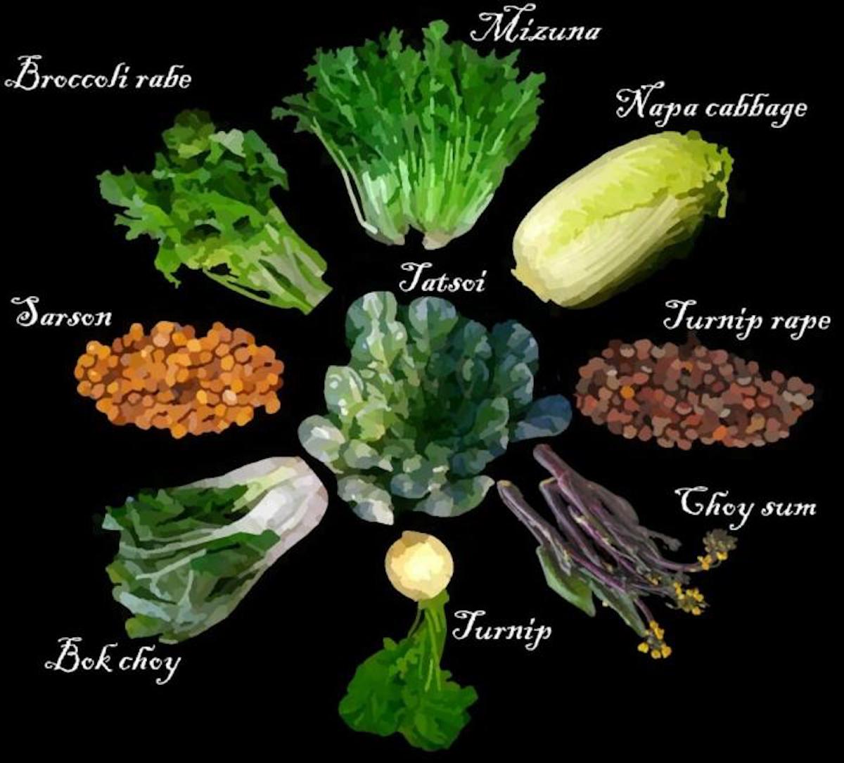 A Look Back at the Evolution of Greens | Plants And Animals