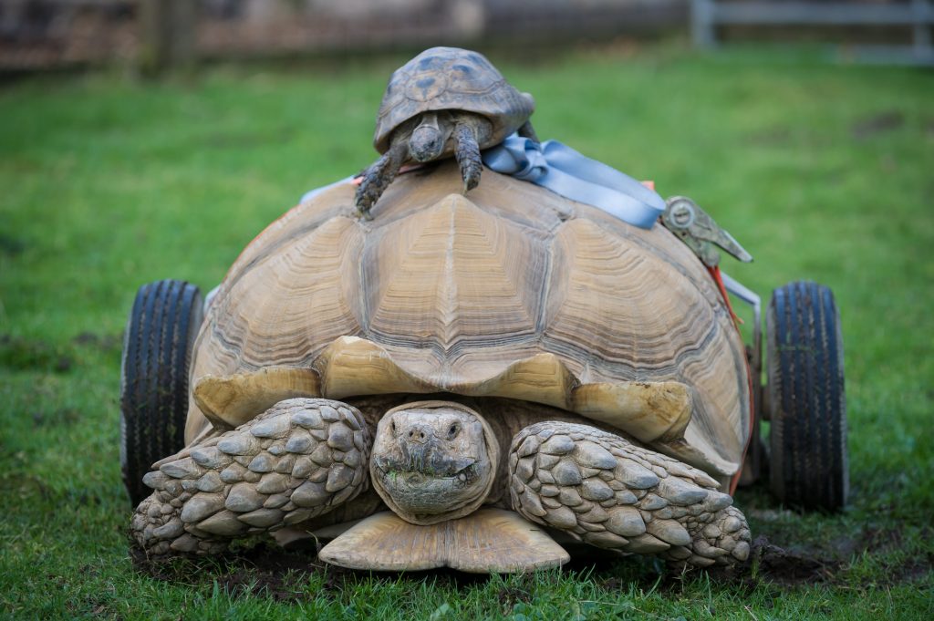 This Tortoise Got Some Wheels to Help With His Rear Leg Arth | Plants ...