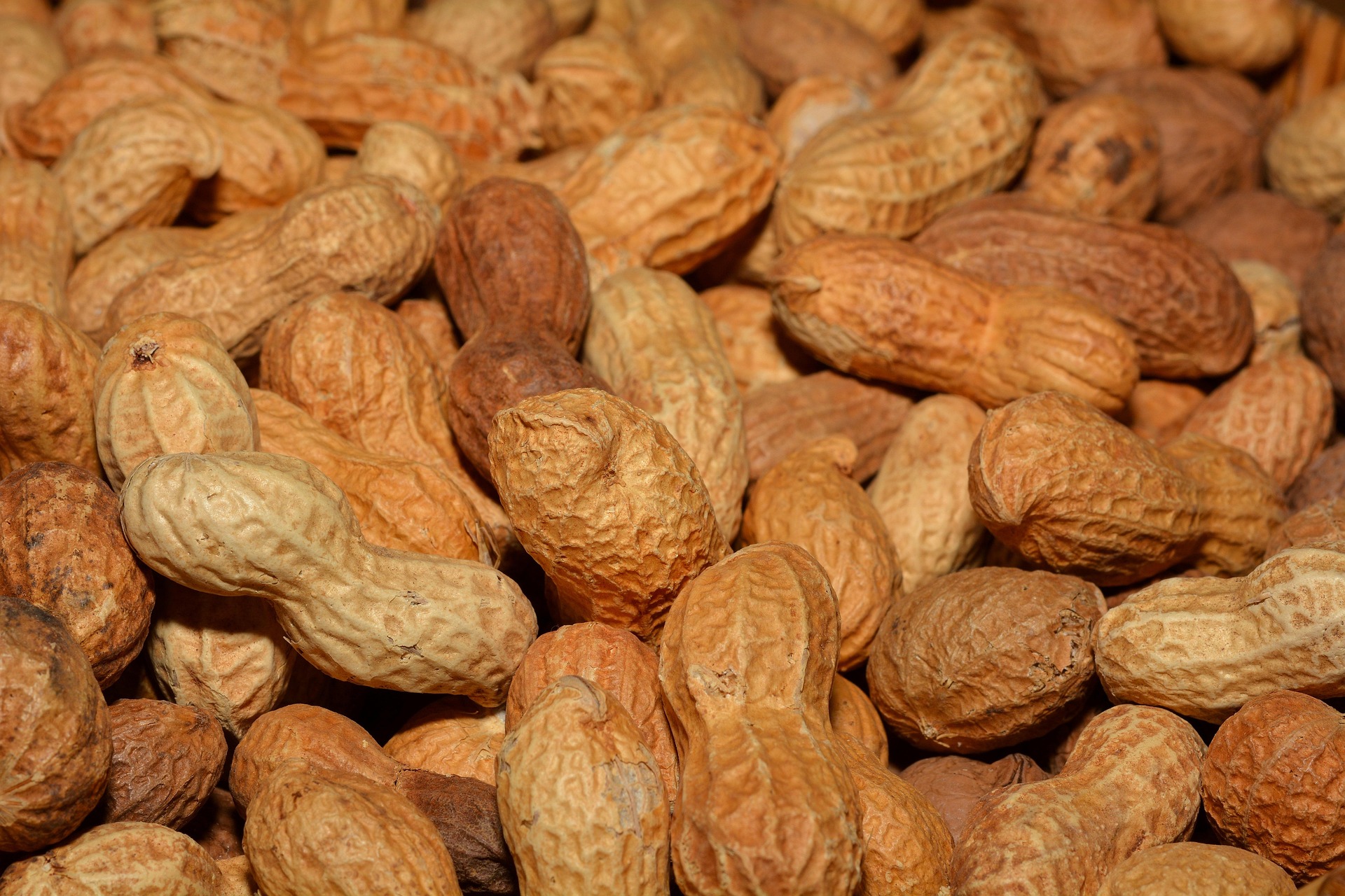 Peanut Exposure Therapy Improves Allergy Response in Children | Immunology