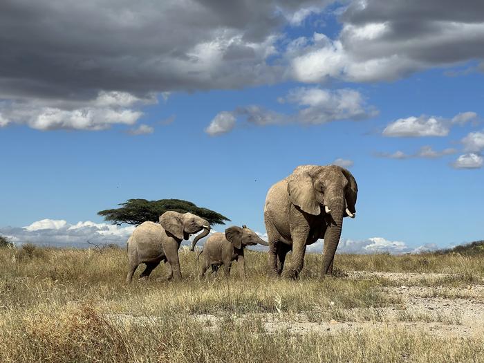 Elephants Call Each Other by Name, New Study Shows | Earth And The ...